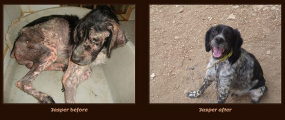 Desperate Greekies Greek Dog Rescue - St Neots