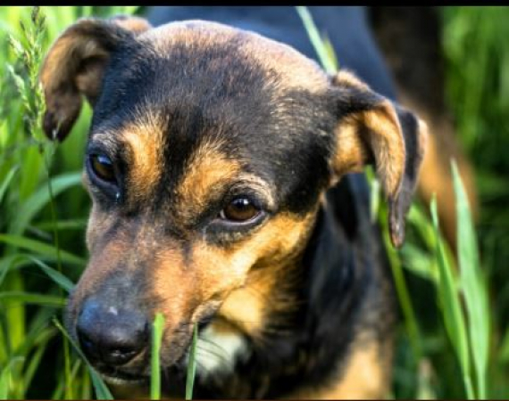 Desperate Greekies Greek Dog Rescue - St Neots