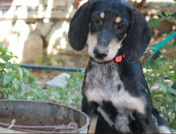 Desperate Greekies Greek Dog Rescue - St Neots