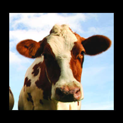 Clerkenhill Adventure Farm and Frizbee Golf Course is rated ‘one of the ...