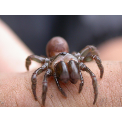 The British Tarantula - Sussex Wildlife Trust