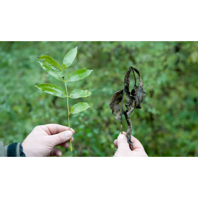 Ash dieback is now a fact of life - Sussex Wildlife Trust