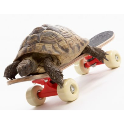 It’s the silly season – and here are some really silly stories # ...