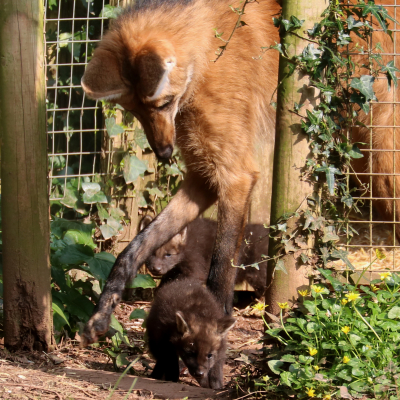 Elusive wolves breed at Paignton Zoo