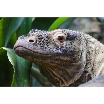 Zoos bring fantasy animals to life