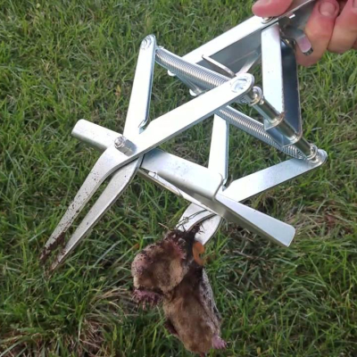 An overview of the most effective mole traps