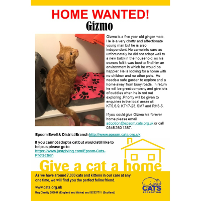Meet GIZMO looking for a home - #Epsom & Ewell Cats Protection @Epsom ...