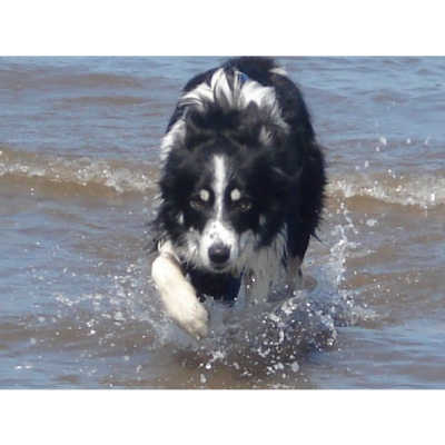 Border Collie Trust