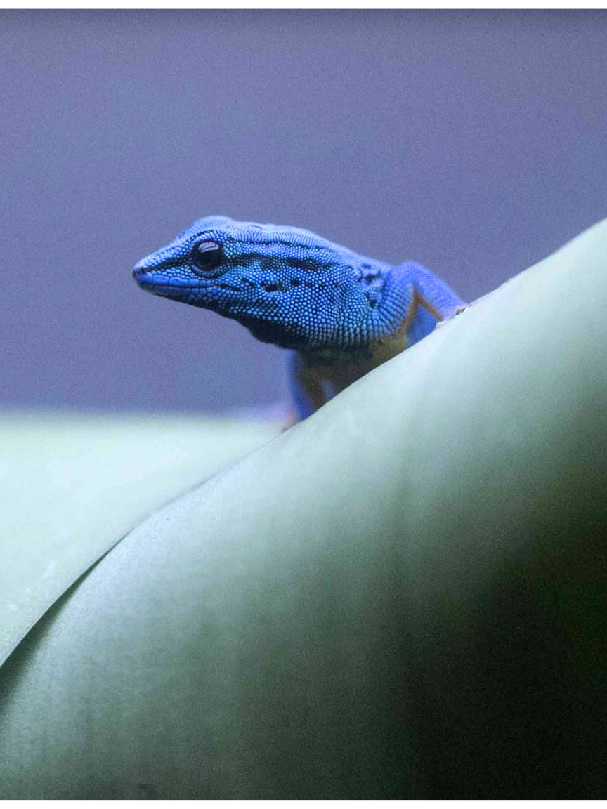 The gorgeous gecko staring extinction in the face