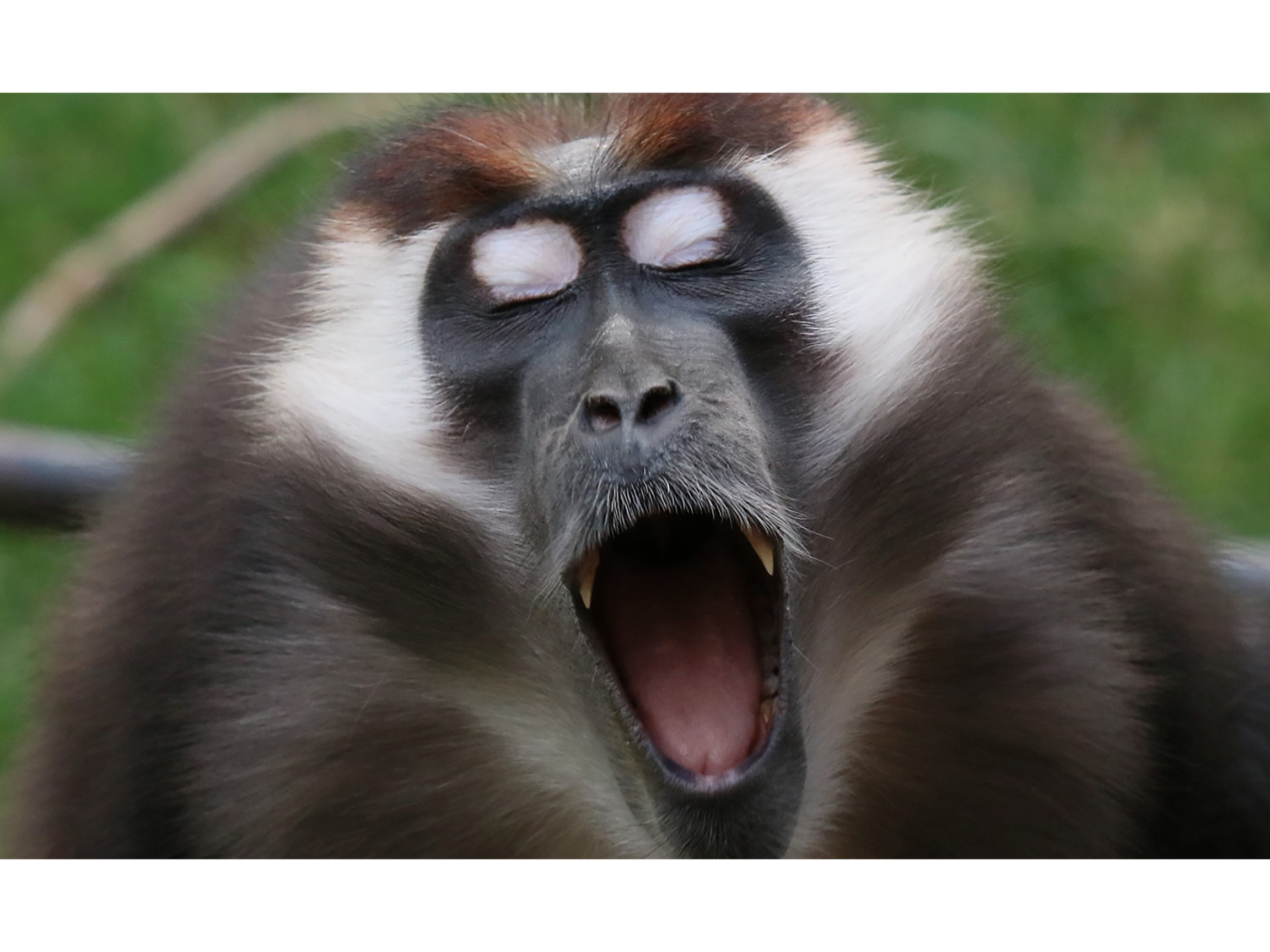 Carol-singing monkey at Paignton Zoo, Devon