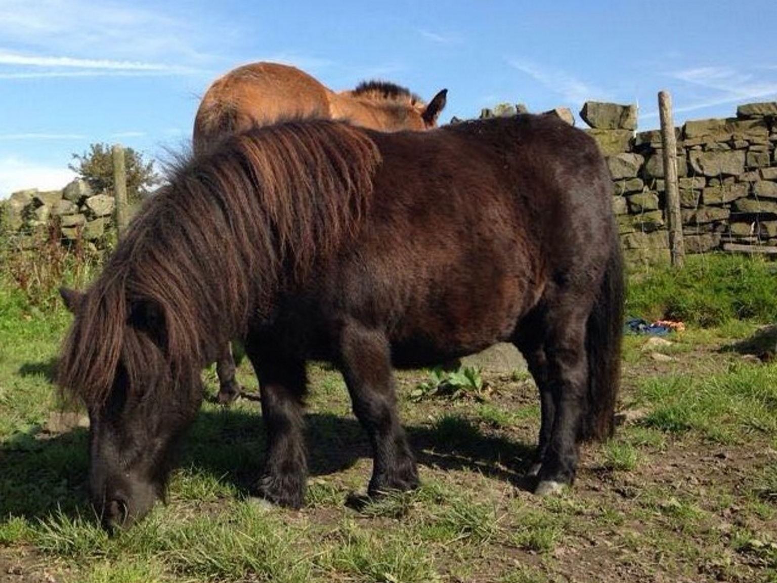 Bleakholt Animal Sanctuary - Bury