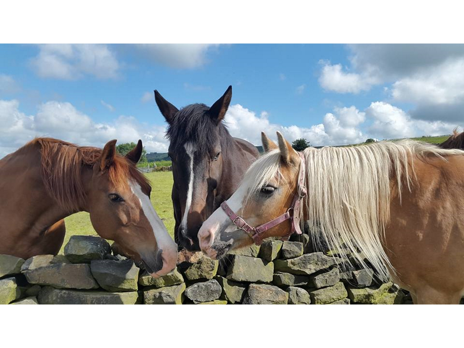 Bleakholt Animal Sanctuary - Bury