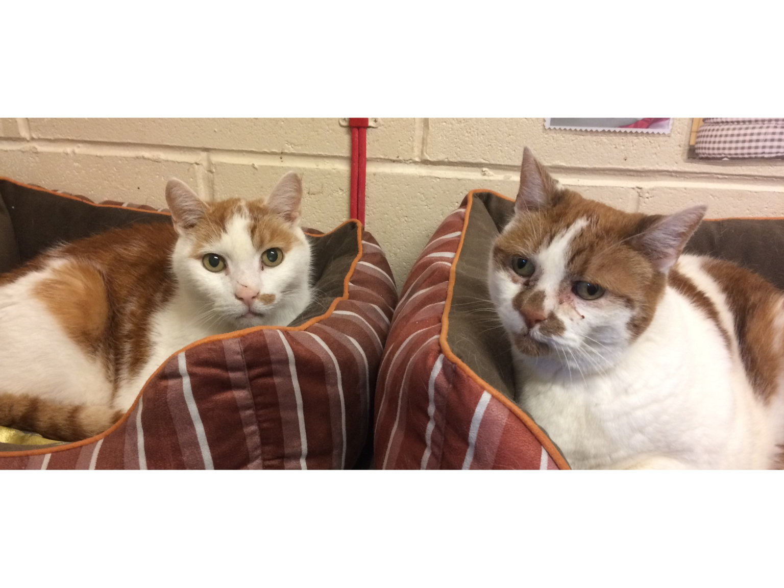 Bleakholt Animal Sanctuary - Bury