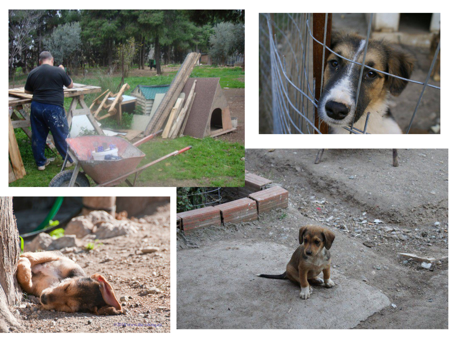 Desperate Greekies Greek Dog Rescue - St Neots