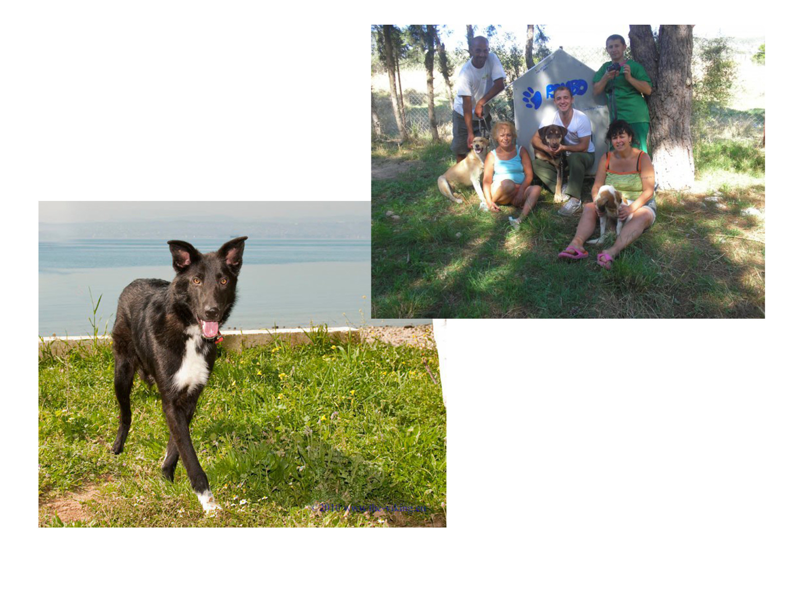 Desperate Greekies Greek Dog Rescue - St Neots