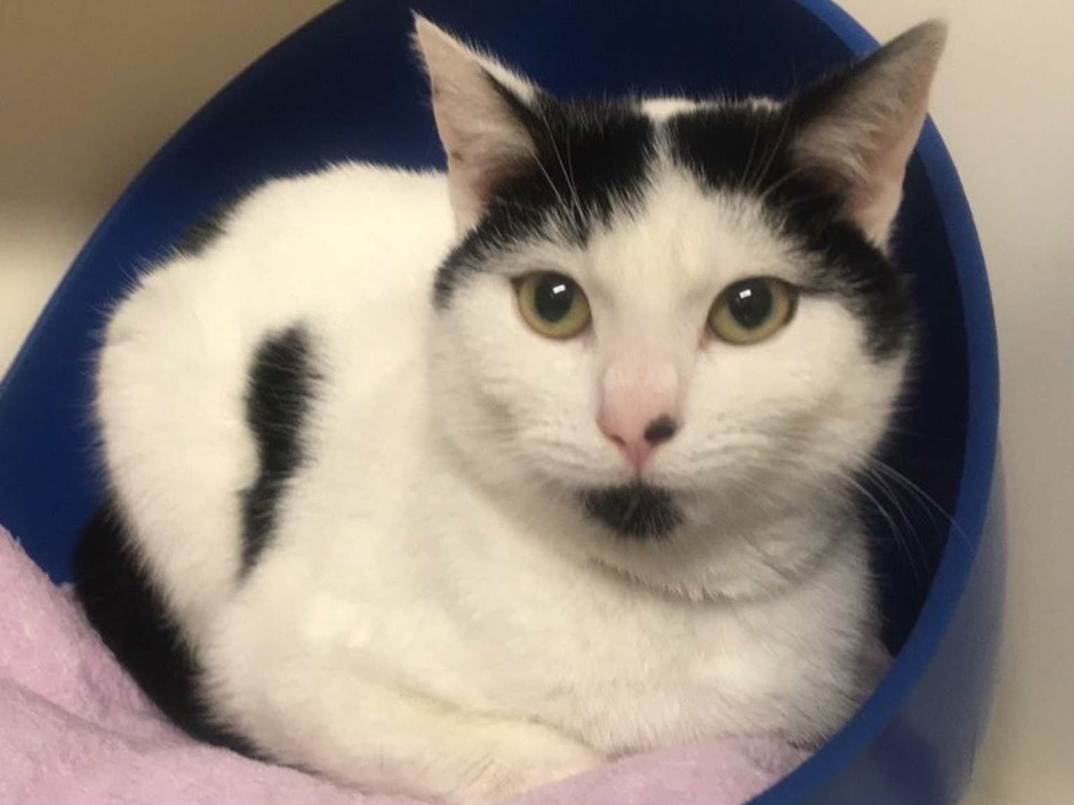 Bleakholt Animal Sanctuary - Bury