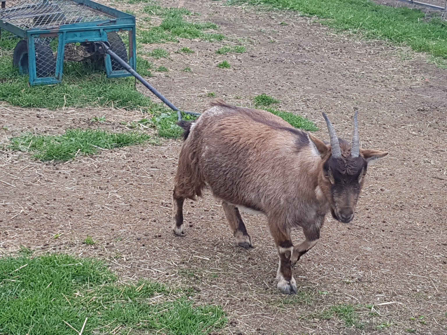 Burntwood Alpacas and Animal Experiences - Day Out in Lichfield