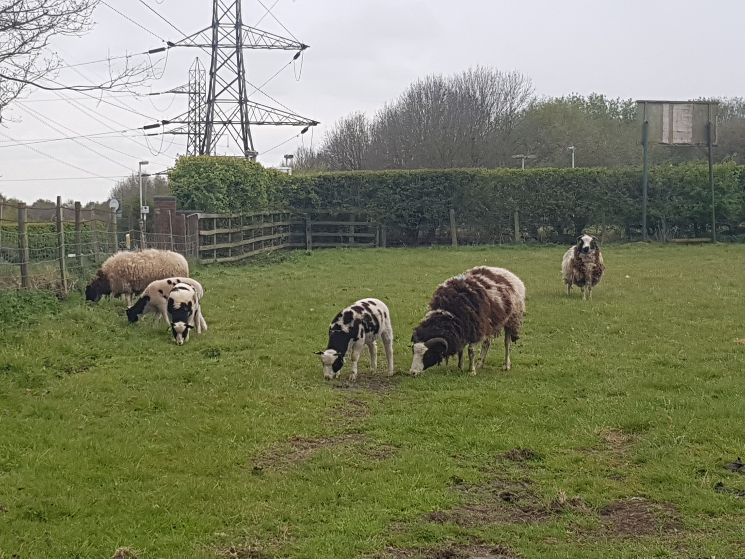 Burntwood Alpacas and Animal Experiences - Day Out in Lichfield