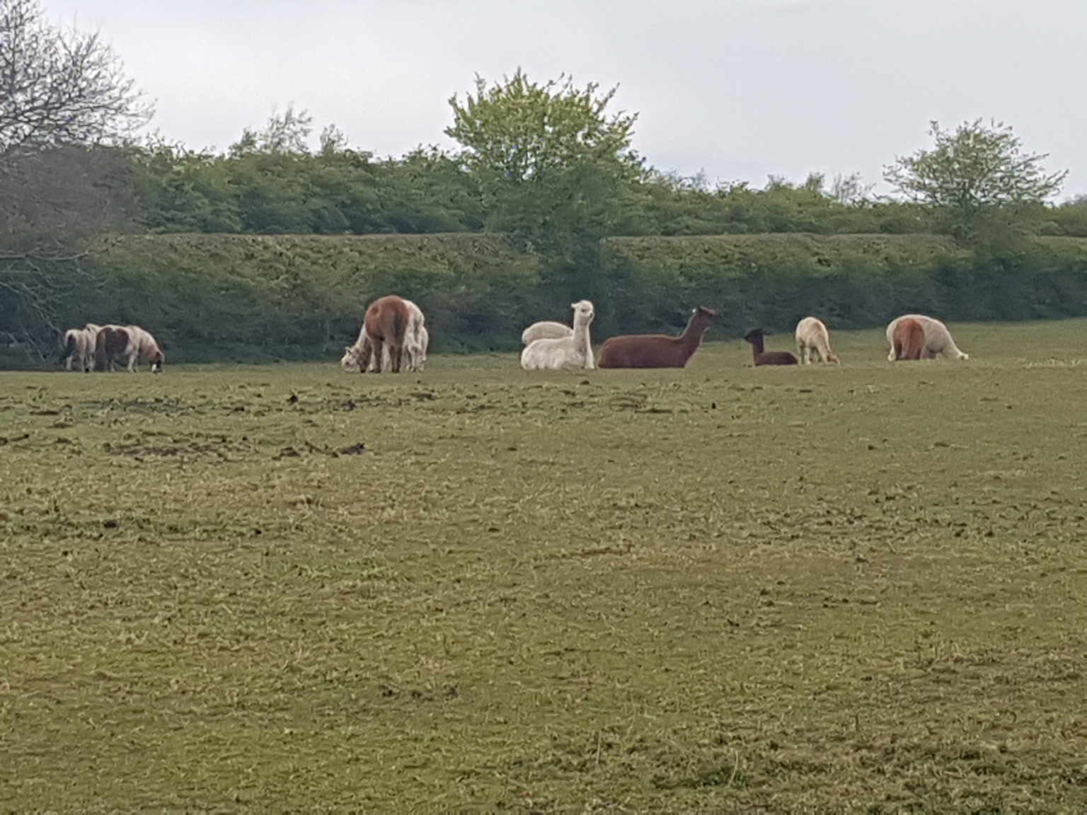 Burntwood Alpacas and Animal Experiences - Day Out in Lichfield