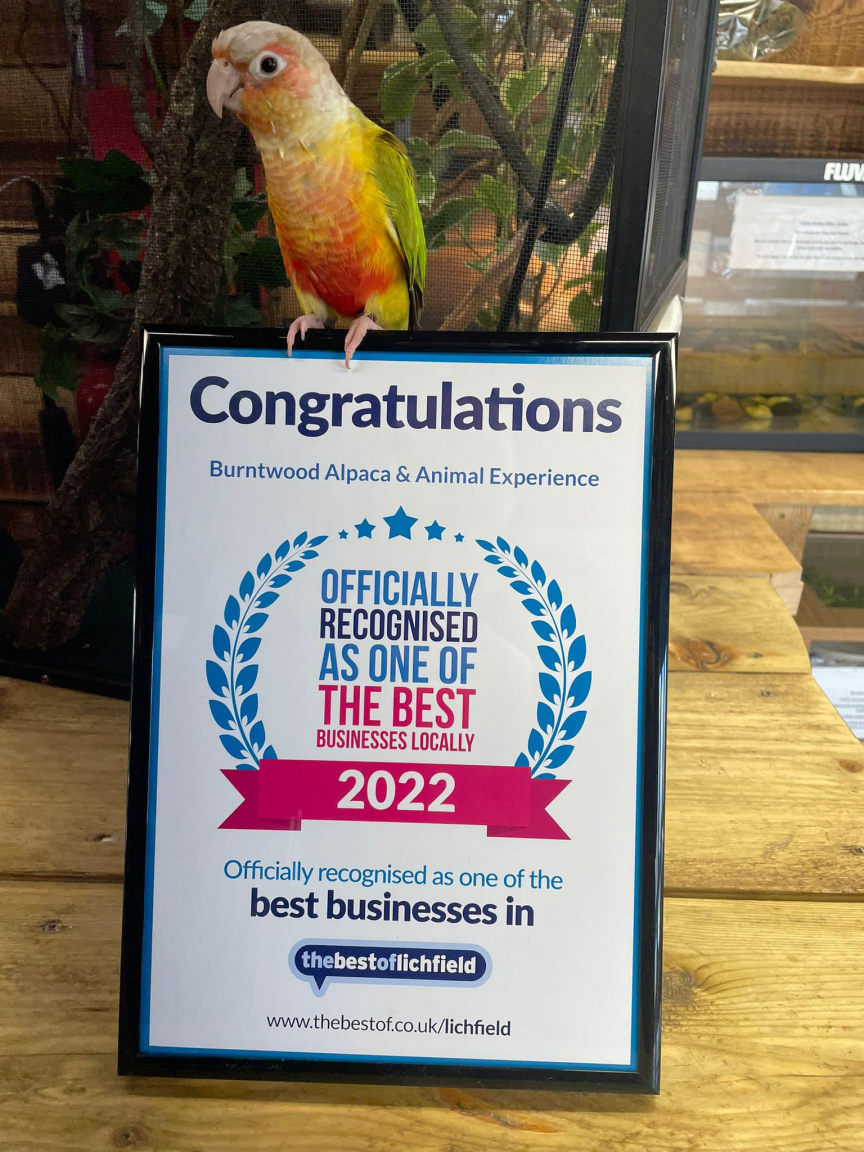 Burntwood Alpacas and Animal Experiences - Day Out in Lichfield