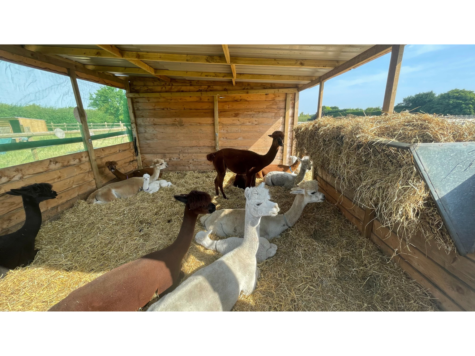 Burntwood Alpacas and Animal Experiences - Day Out in Lichfield