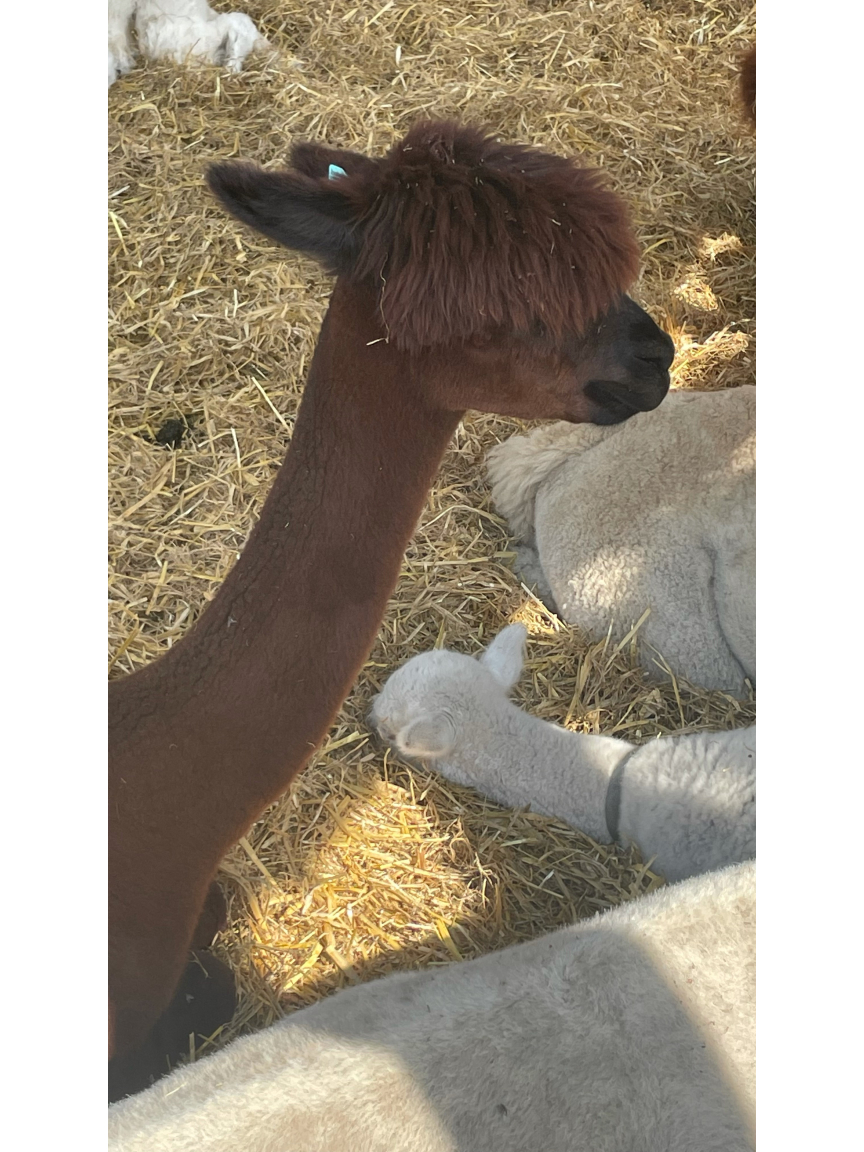 Burntwood Alpacas and Animal Experiences - Day Out in Lichfield