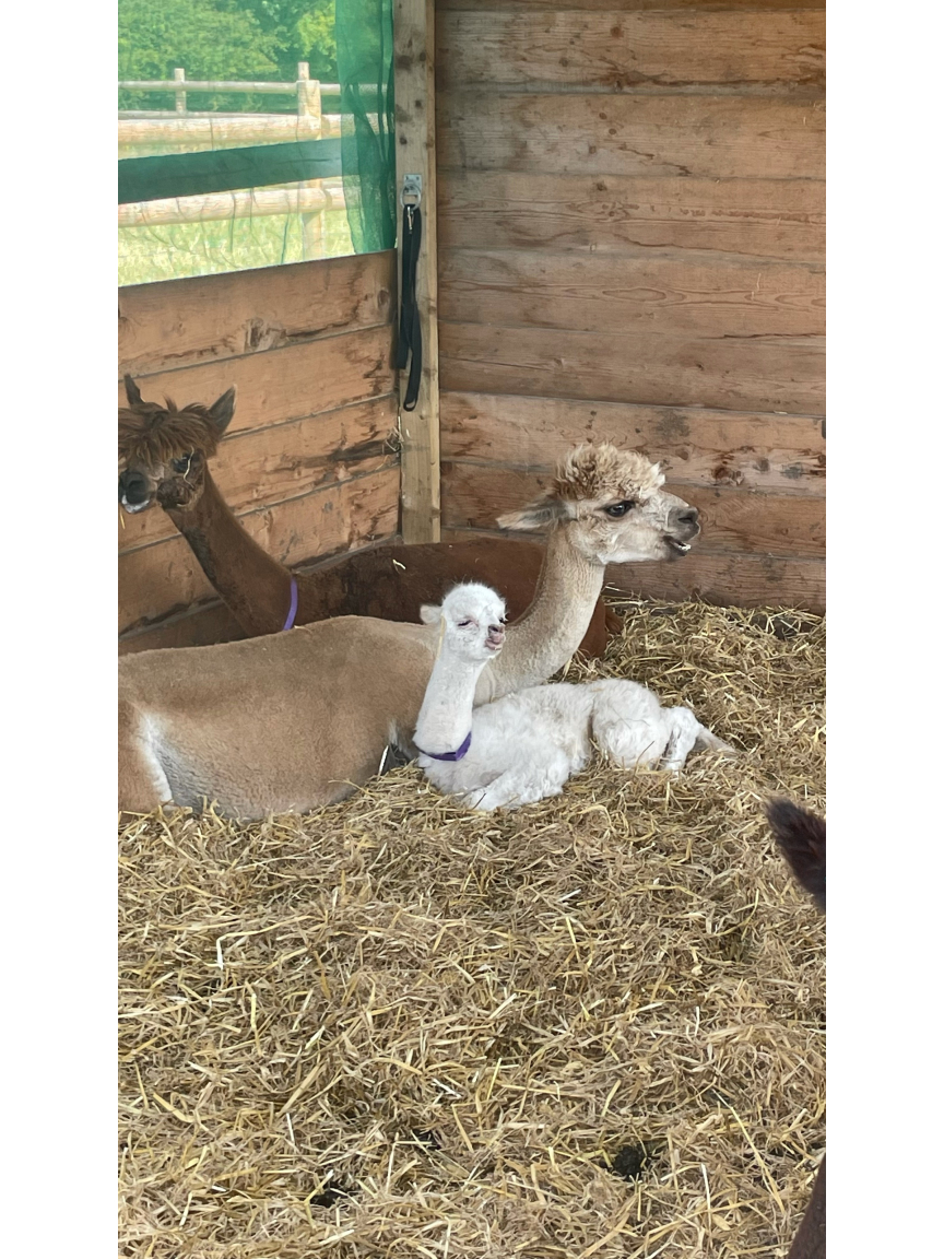 Burntwood Alpacas and Animal Experiences - Day Out in Lichfield