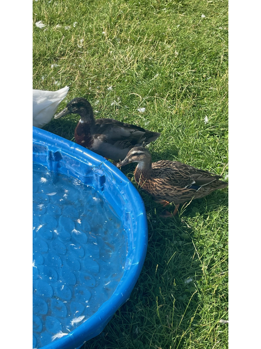 Burntwood Alpacas and Animal Experiences - Day Out in Lichfield