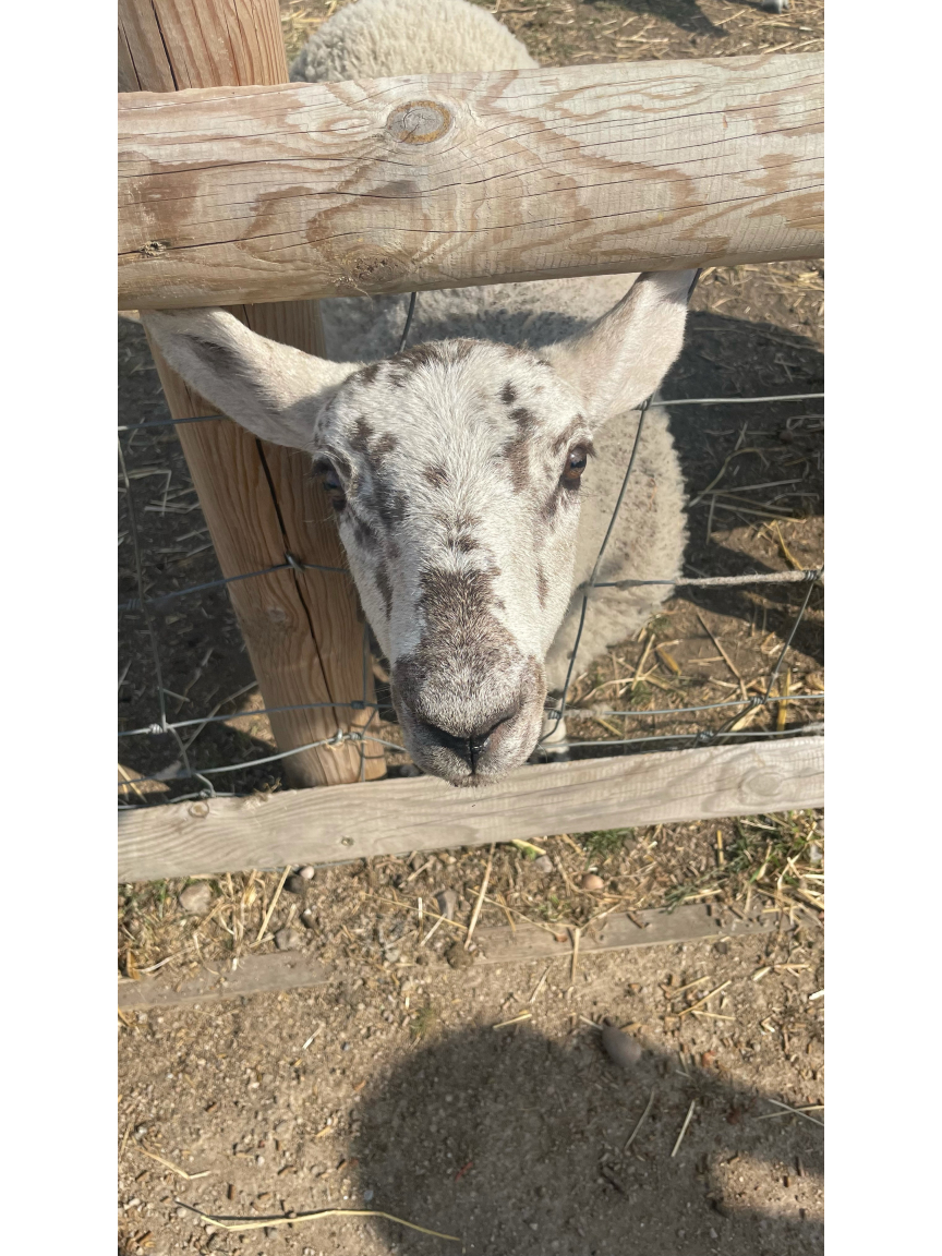 Burntwood Alpacas and Animal Experiences - Day Out in Lichfield