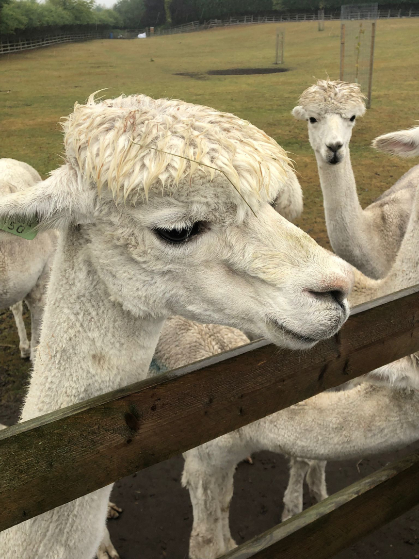 Burntwood Alpacas and Animal Experiences - Day Out in Lichfield