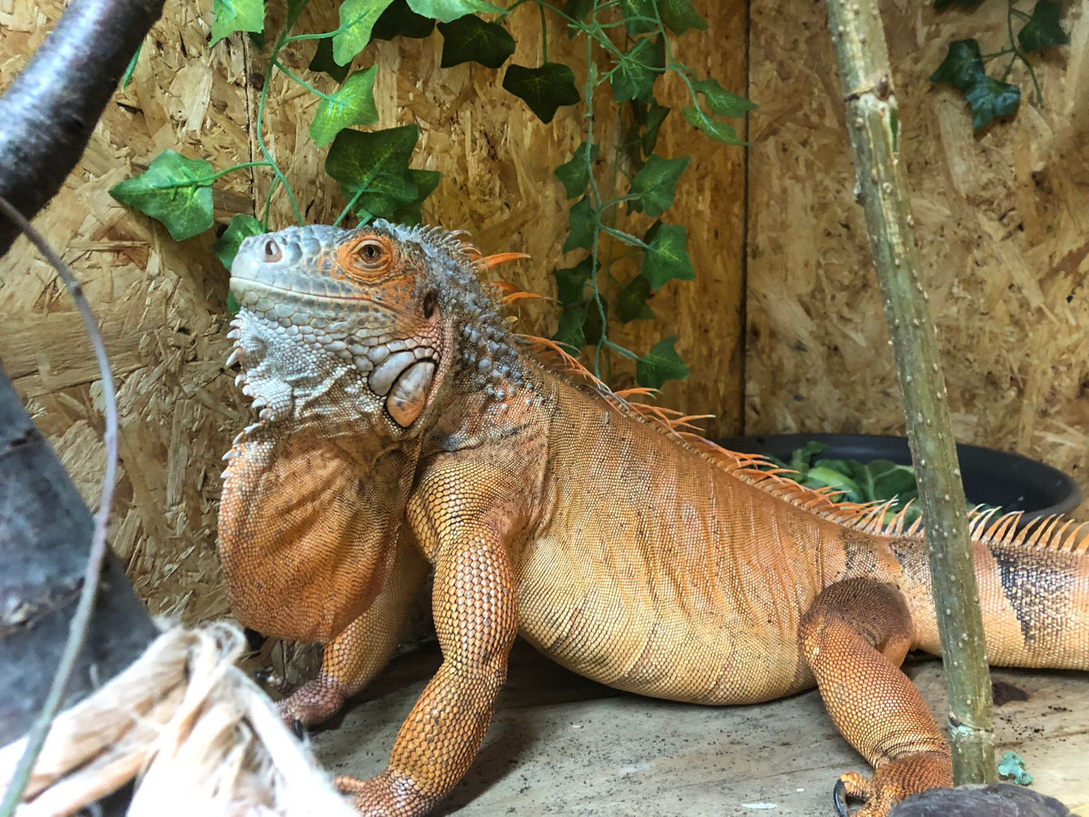 Burntwood Alpacas and Animal Experiences - Day Out in Lichfield