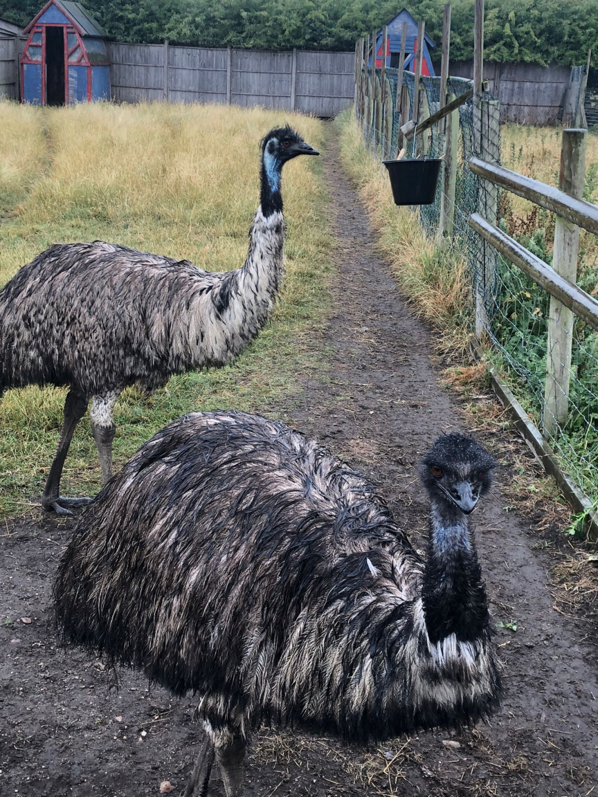 Burntwood Alpacas and Animal Experiences - Day Out in Lichfield