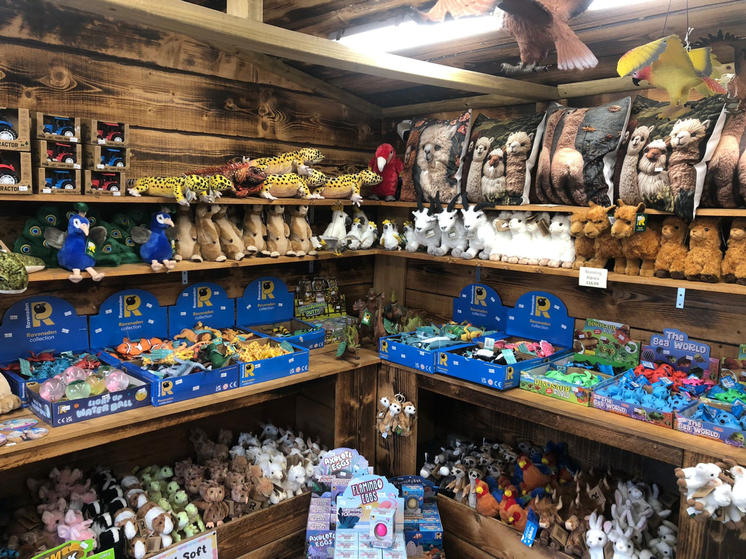 Burntwood Alpacas and Animal Experiences - Day Out in Lichfield