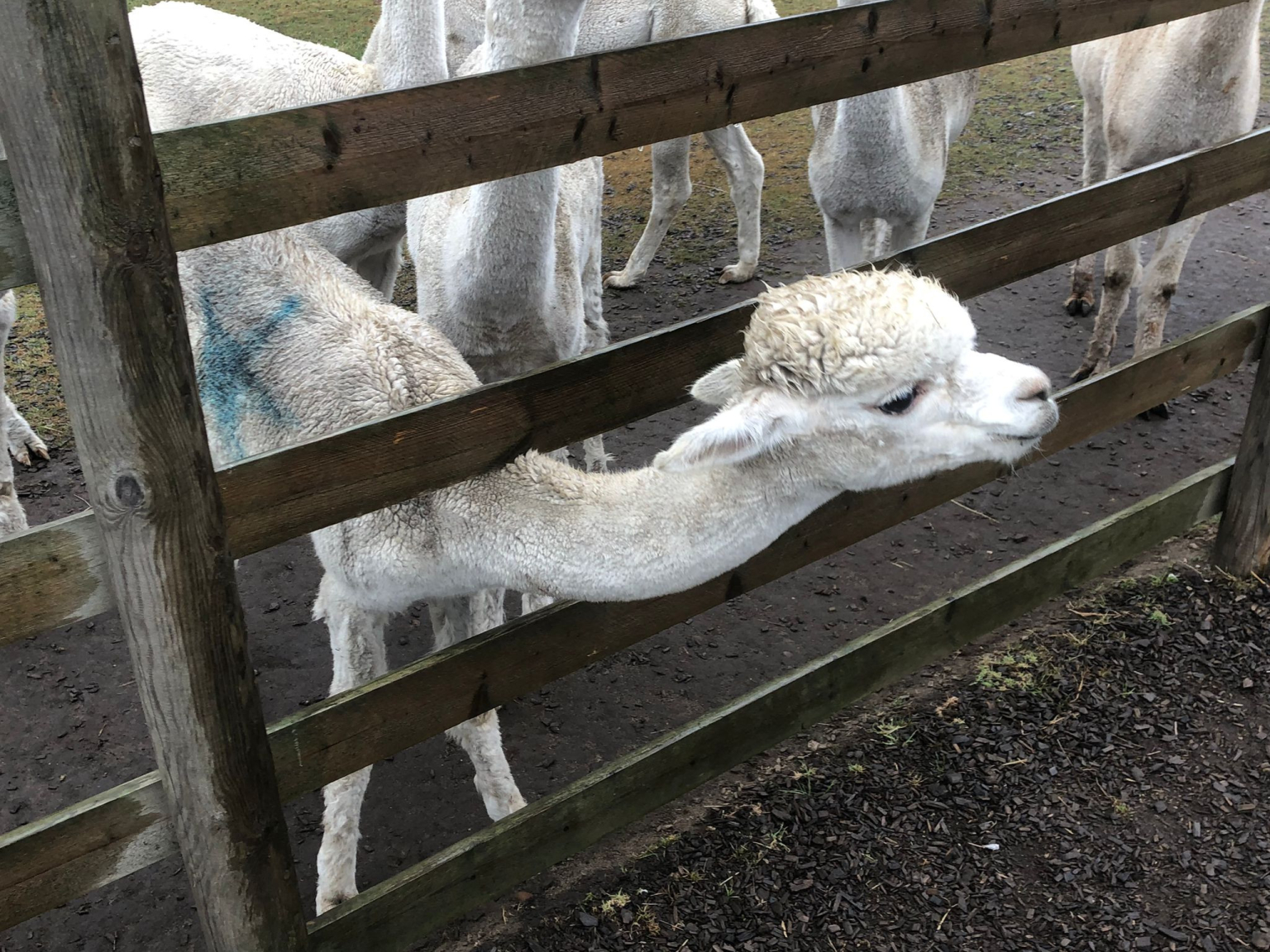 Burntwood Alpacas and Animal Experiences - Day Out in Lichfield