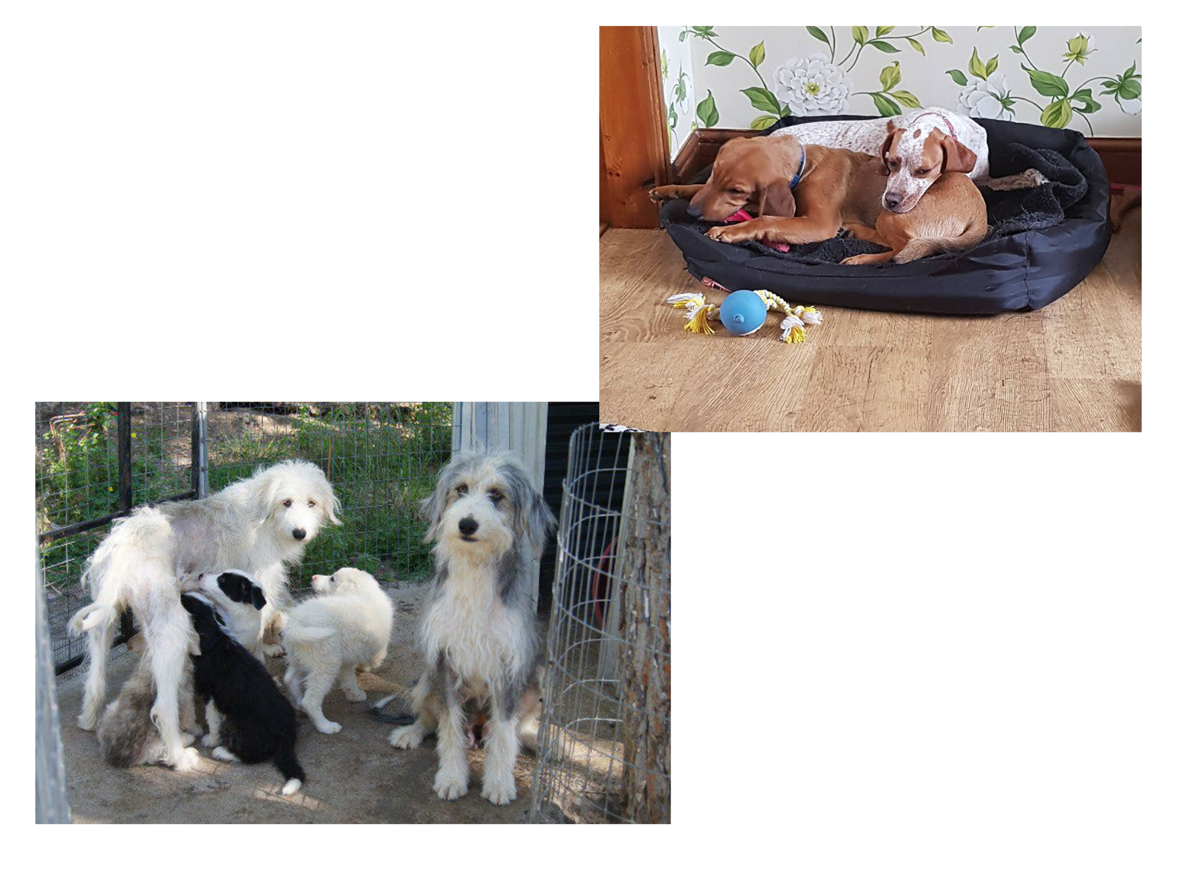 Desperate Greekies Greek Dog Rescue - St Neots