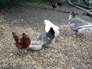 Swansea Community Farm - Swansea