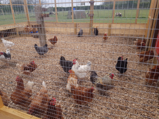 Burntwood Alpacas and Animal Experiences - Day Out in Lichfield