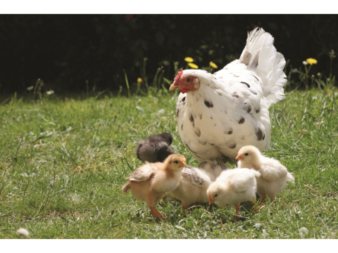 Clerkenhill Adventure Farm and Frizbee Golf Course - Pembrokeshire