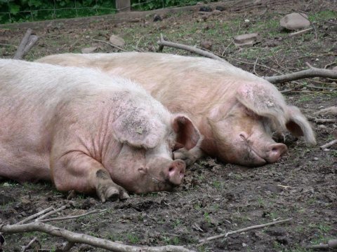 Swansea Community Farm - Swansea