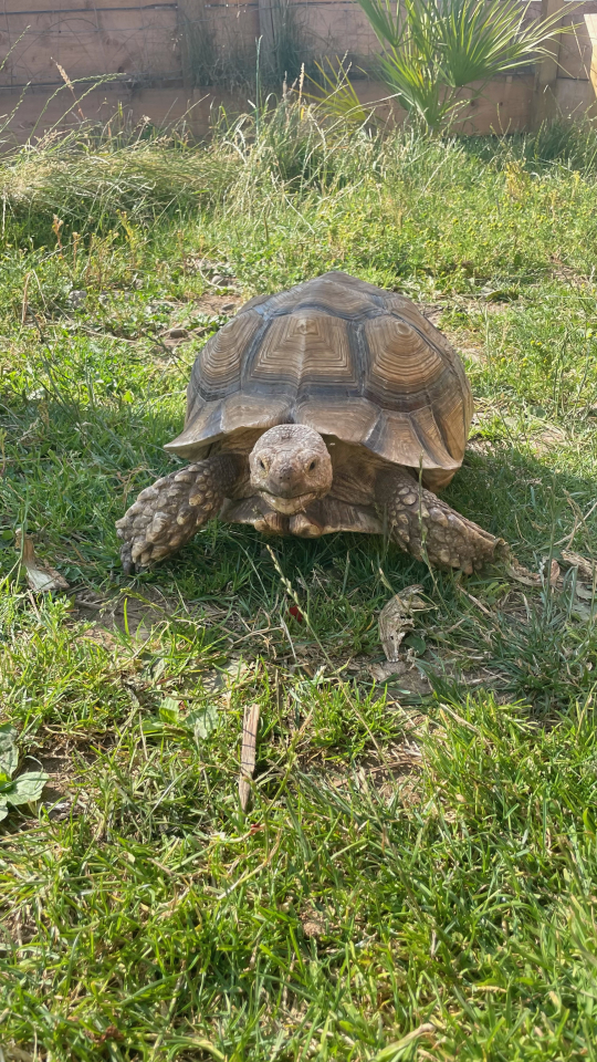 Burntwood Alpacas and Animal Experiences - Day Out in Lichfield