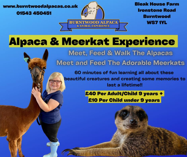 Burntwood Alpacas and Animal Experiences - Day Out in Lichfield