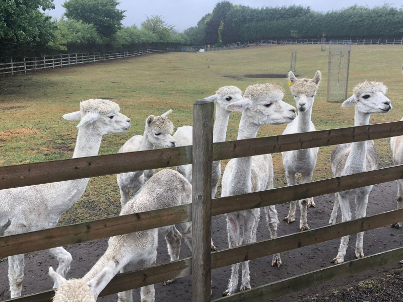 Burntwood Alpacas and Animal Experiences - Day Out in Lichfield